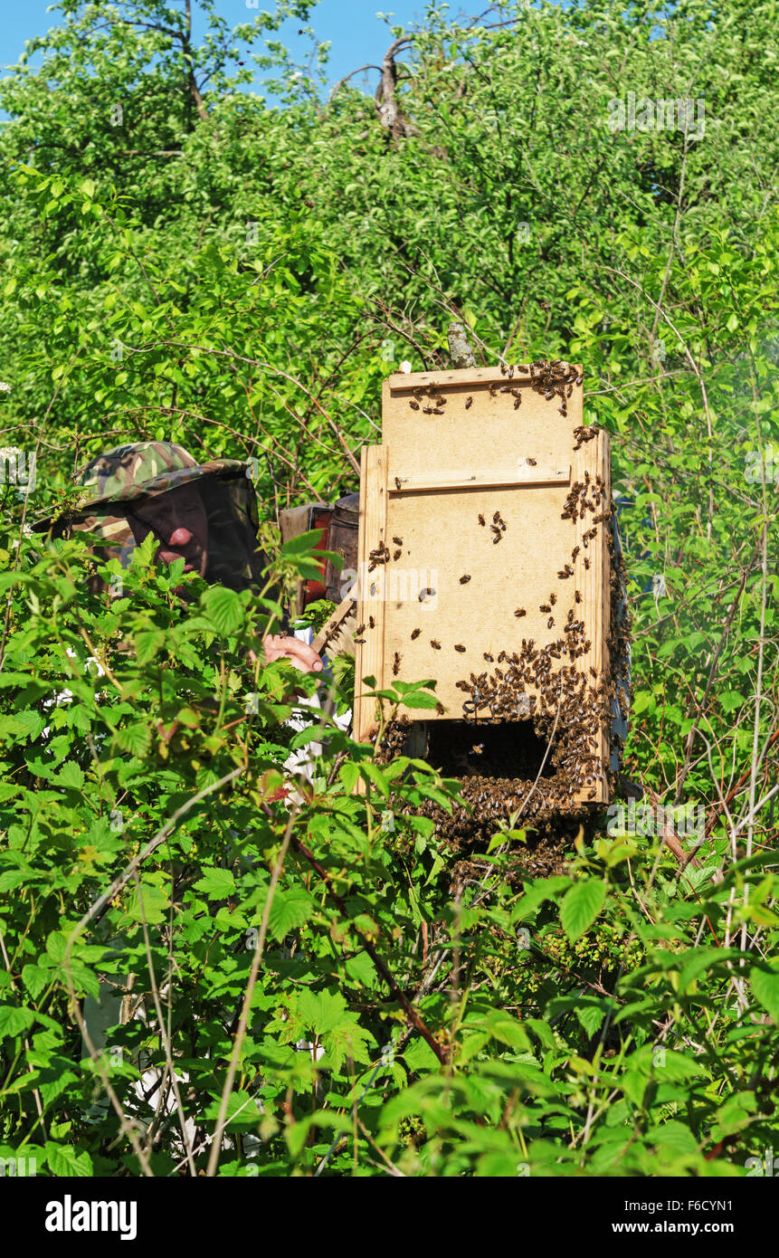 Capture of a spring swarm of bees Stock Photo - Alamy