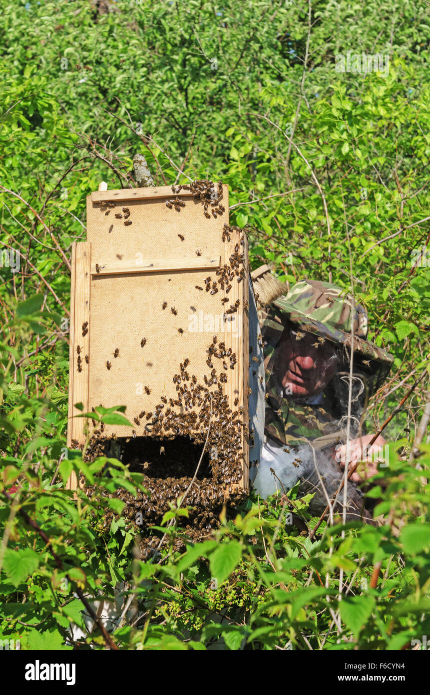 Capture of a spring swarm of bees Stock Photo - Alamy