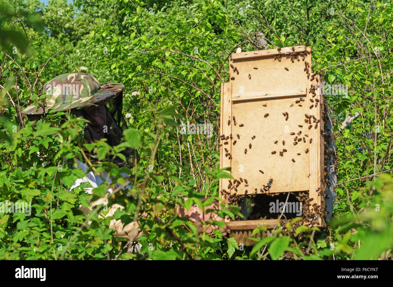 Capture of a spring swarm of bees Stock Photo - Alamy
