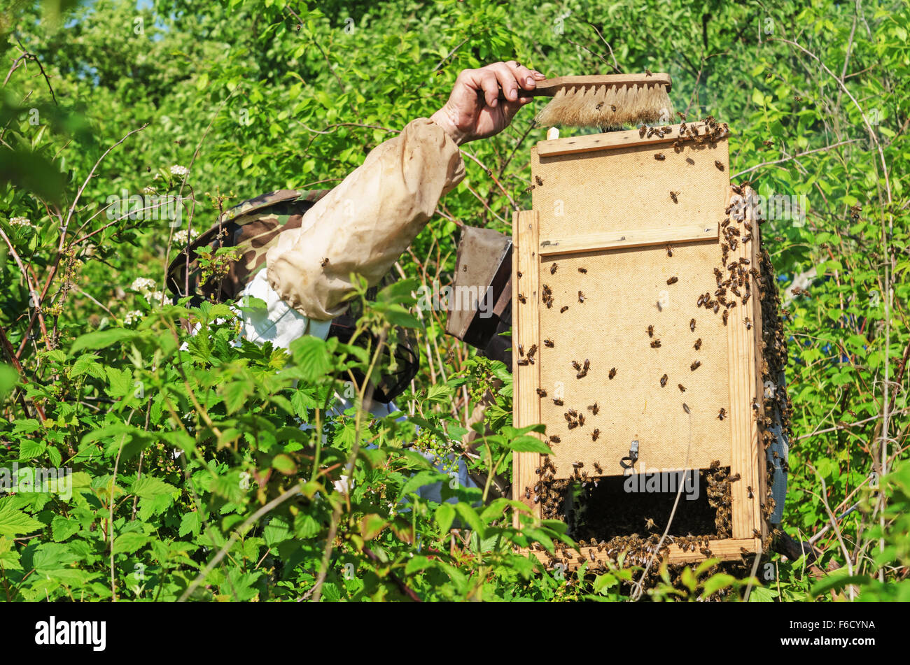 Capture of a spring swarm of bees Stock Photo - Alamy