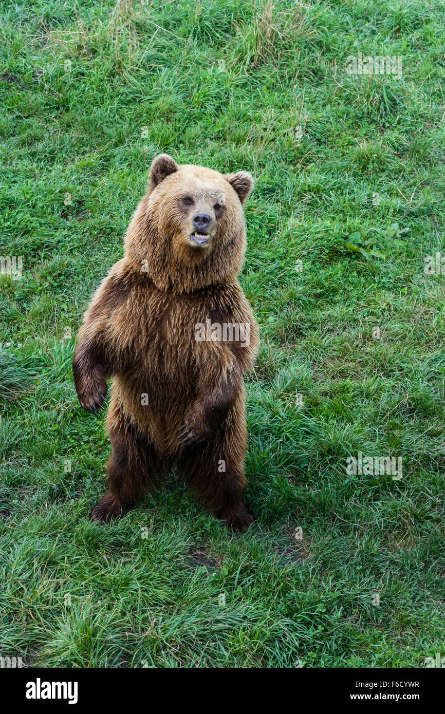 Angry grizzly bear standing hi-res stock photography and images - Alamy