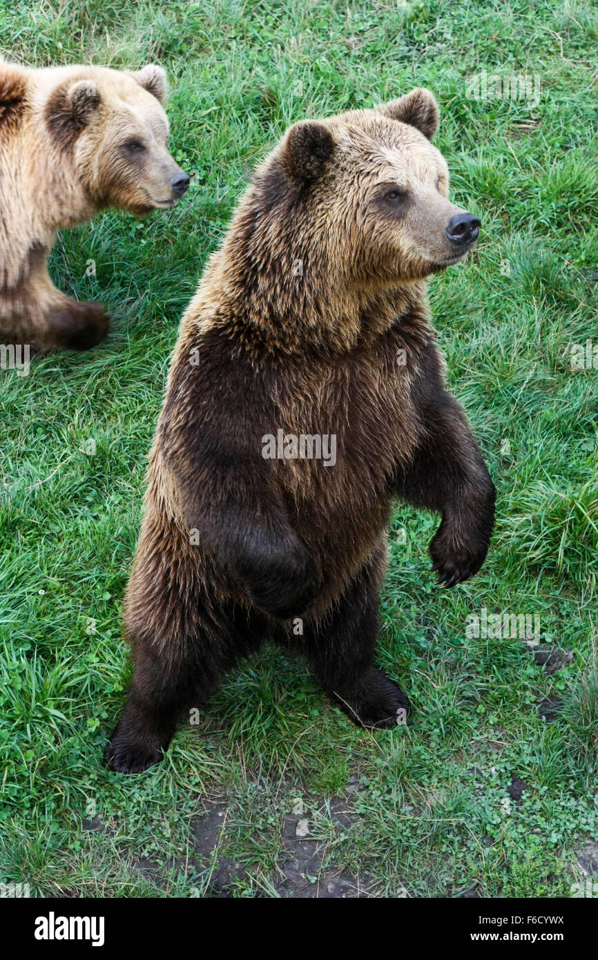 Angry grizzly bear standing hi-res stock photography and images - Alamy
