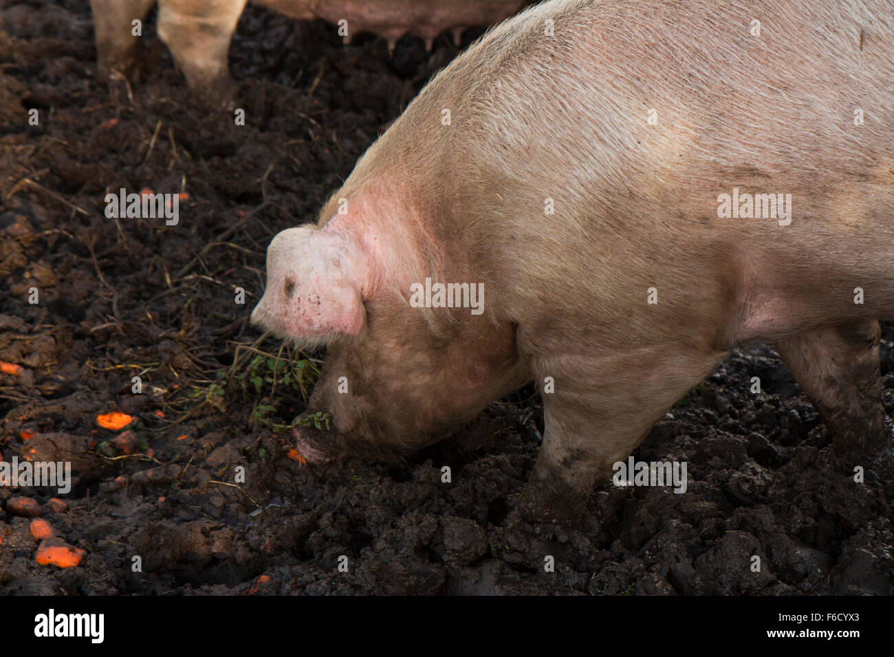 Pig living outdoor eating in mud Stock Photo - Alamy