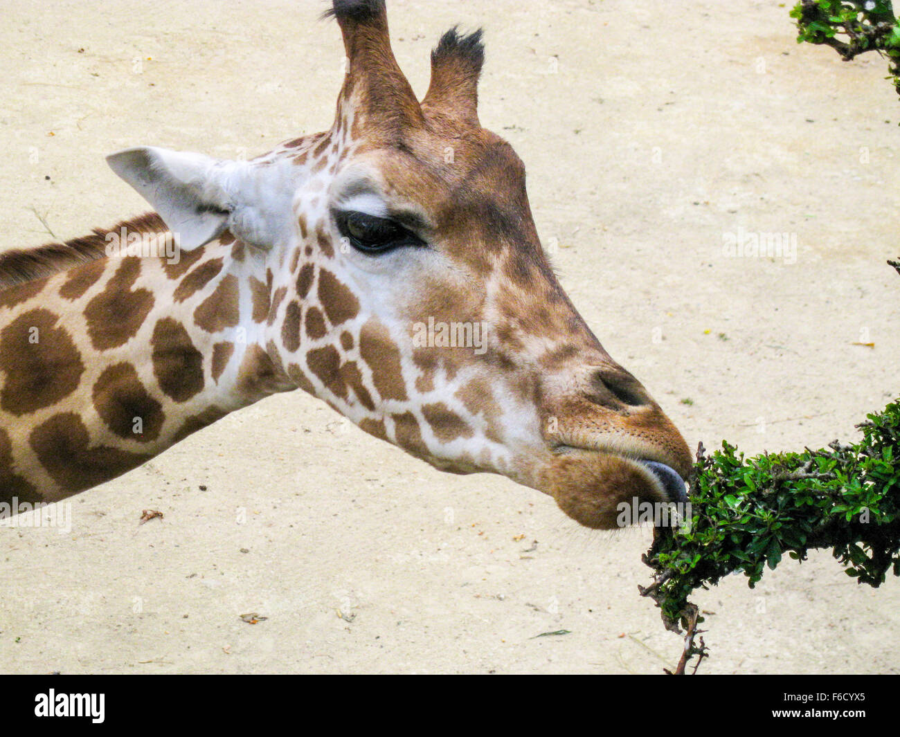 Giraffe eating leaves tree hi-res stock photography and images - Alamy