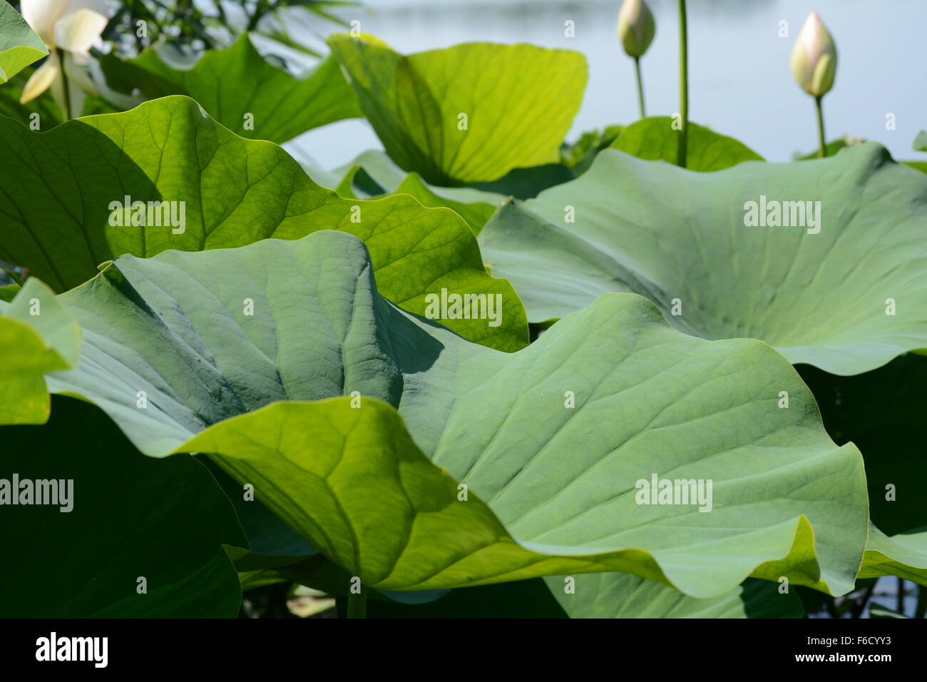 Lotus leaves and bud pod on background of a lake Stock Photo - Alamy