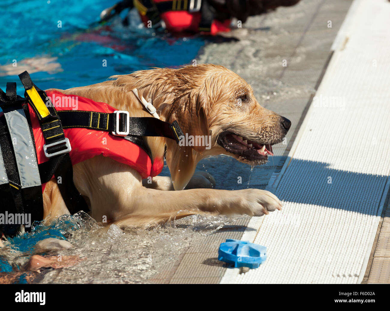 Lifeguard dog, rescue demonstration with the dogs in the pool Stock ...