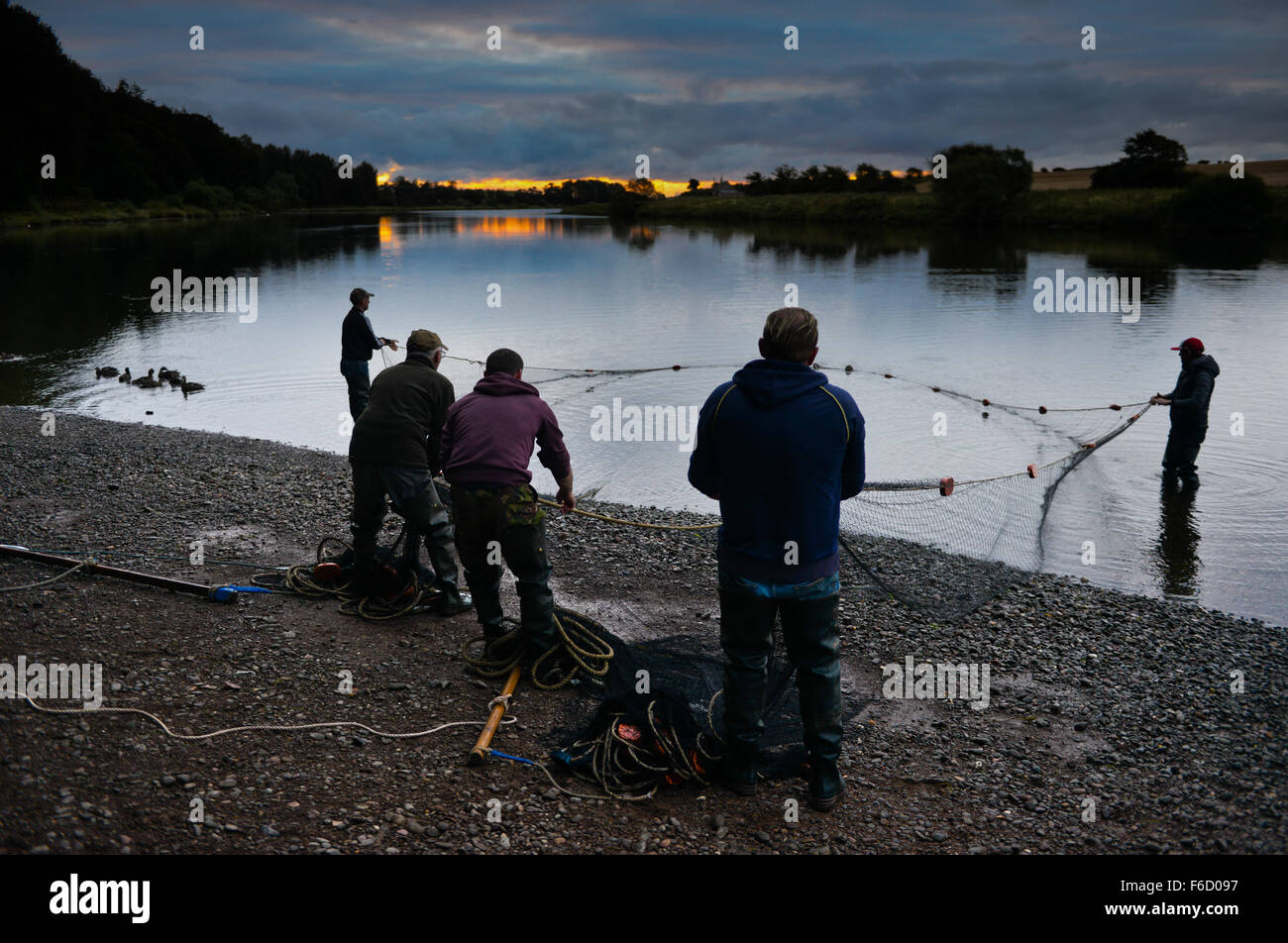 Salmon in net hi-res stock photography and images - Alamy