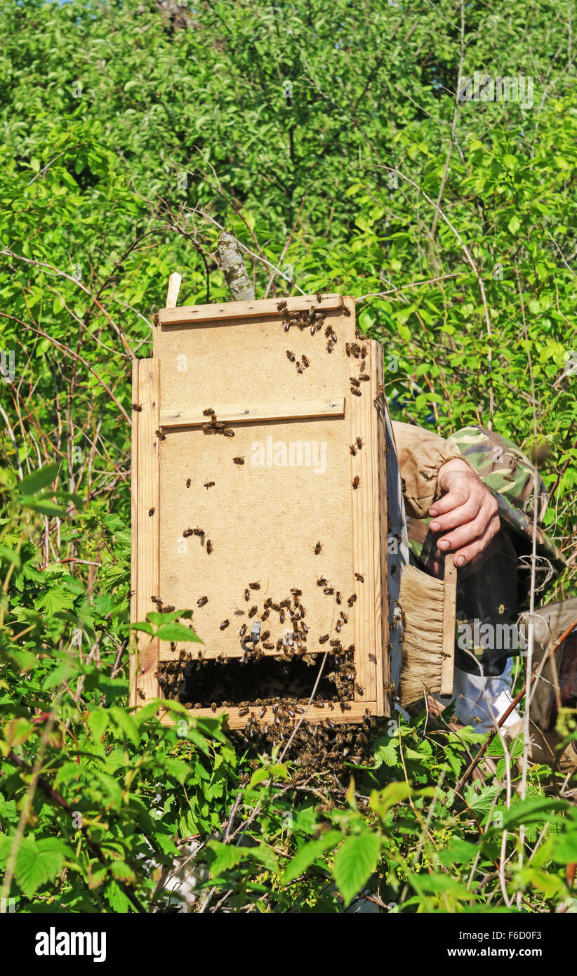 Adult spring brood garden hi-res stock photography and images - Alamy