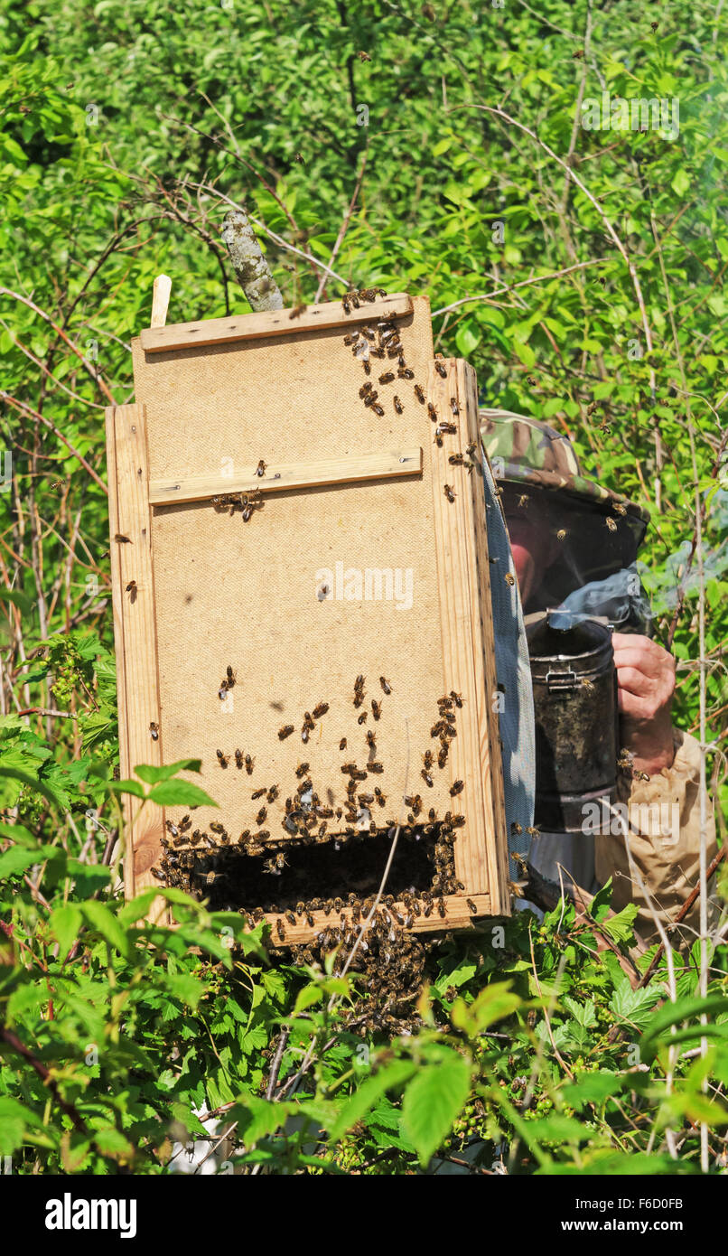 Capture of a spring swarm of bees Stock Photo - Alamy