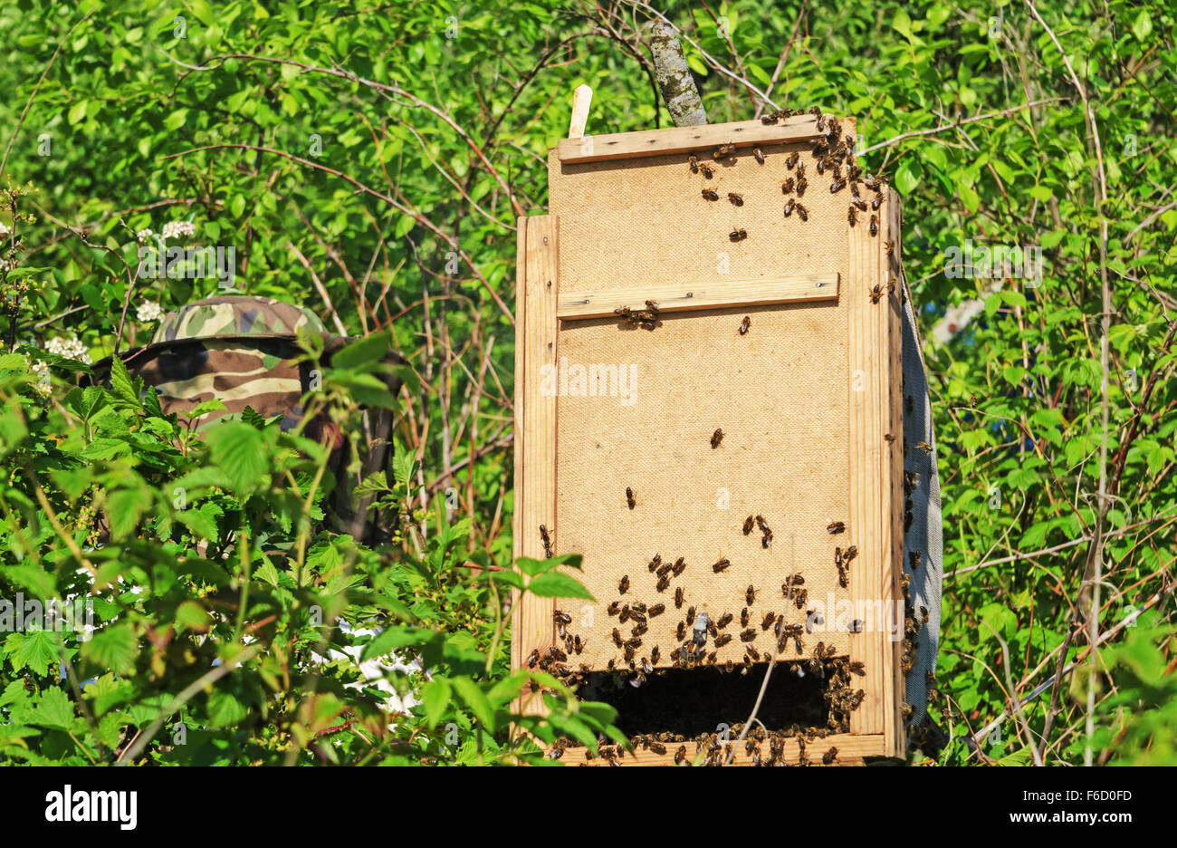 Capture of a spring swarm of bees Stock Photo - Alamy
