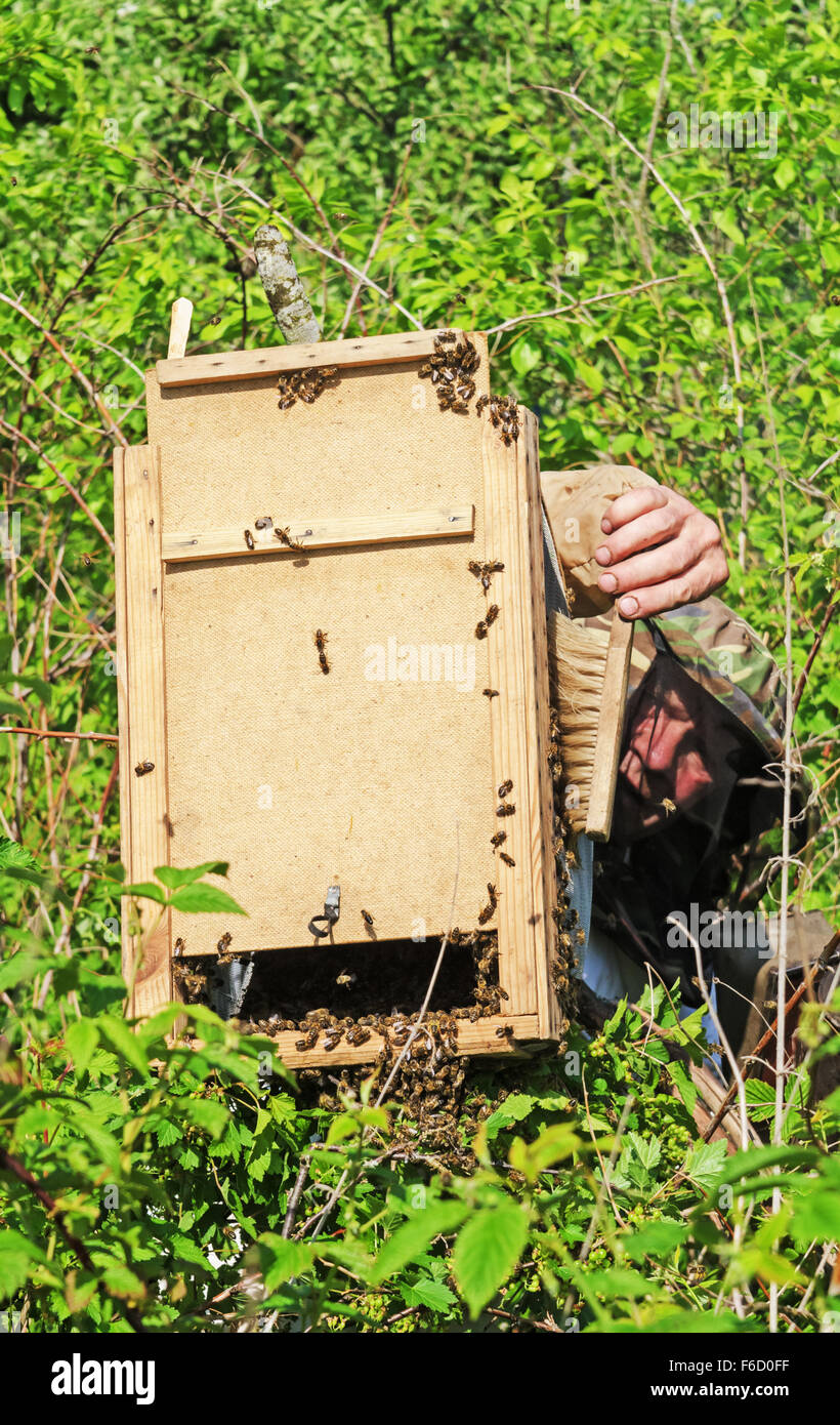 Capture of a spring swarm of bees Stock Photo - Alamy