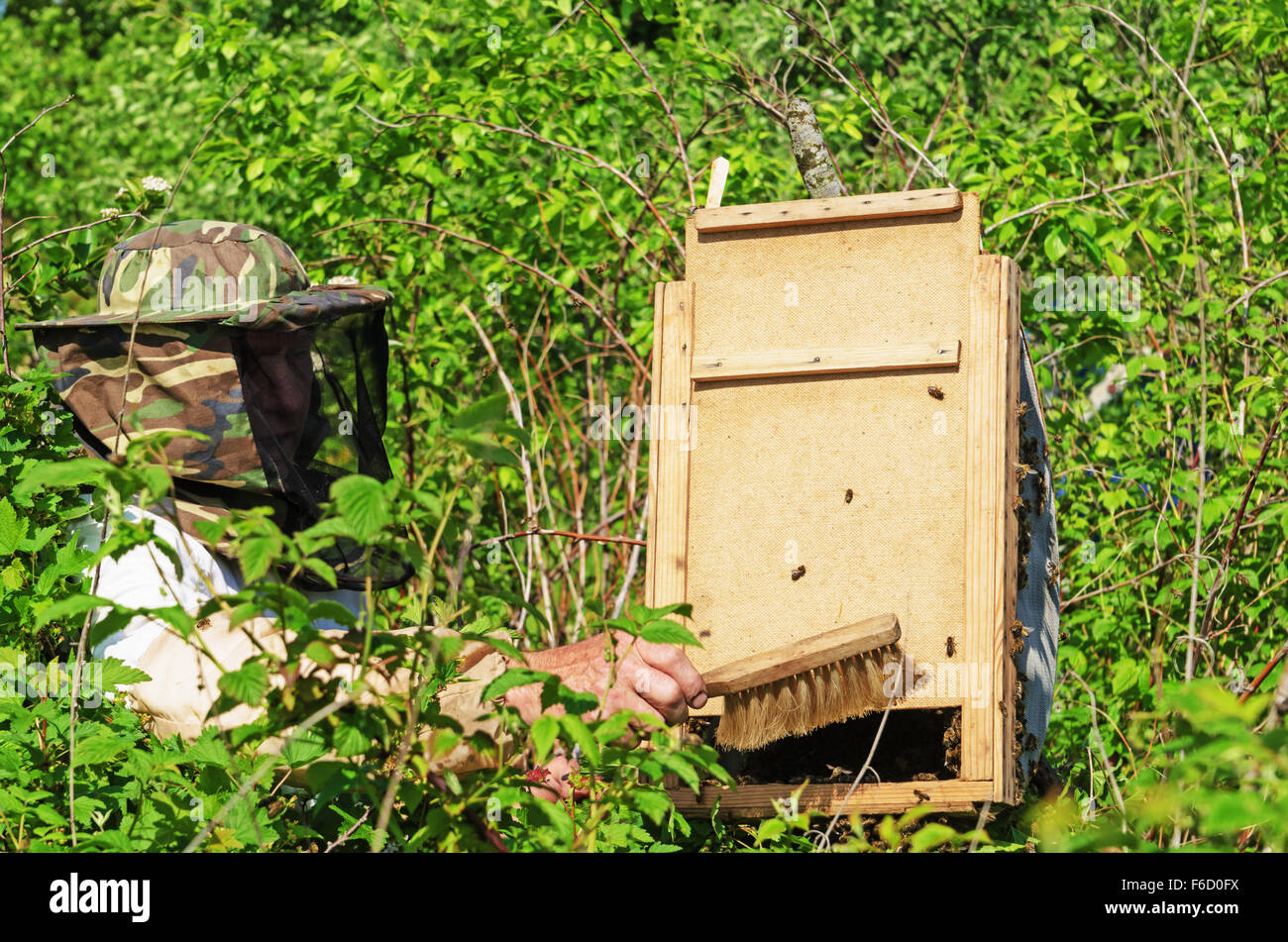 Capture of a spring swarm of bees Stock Photo - Alamy