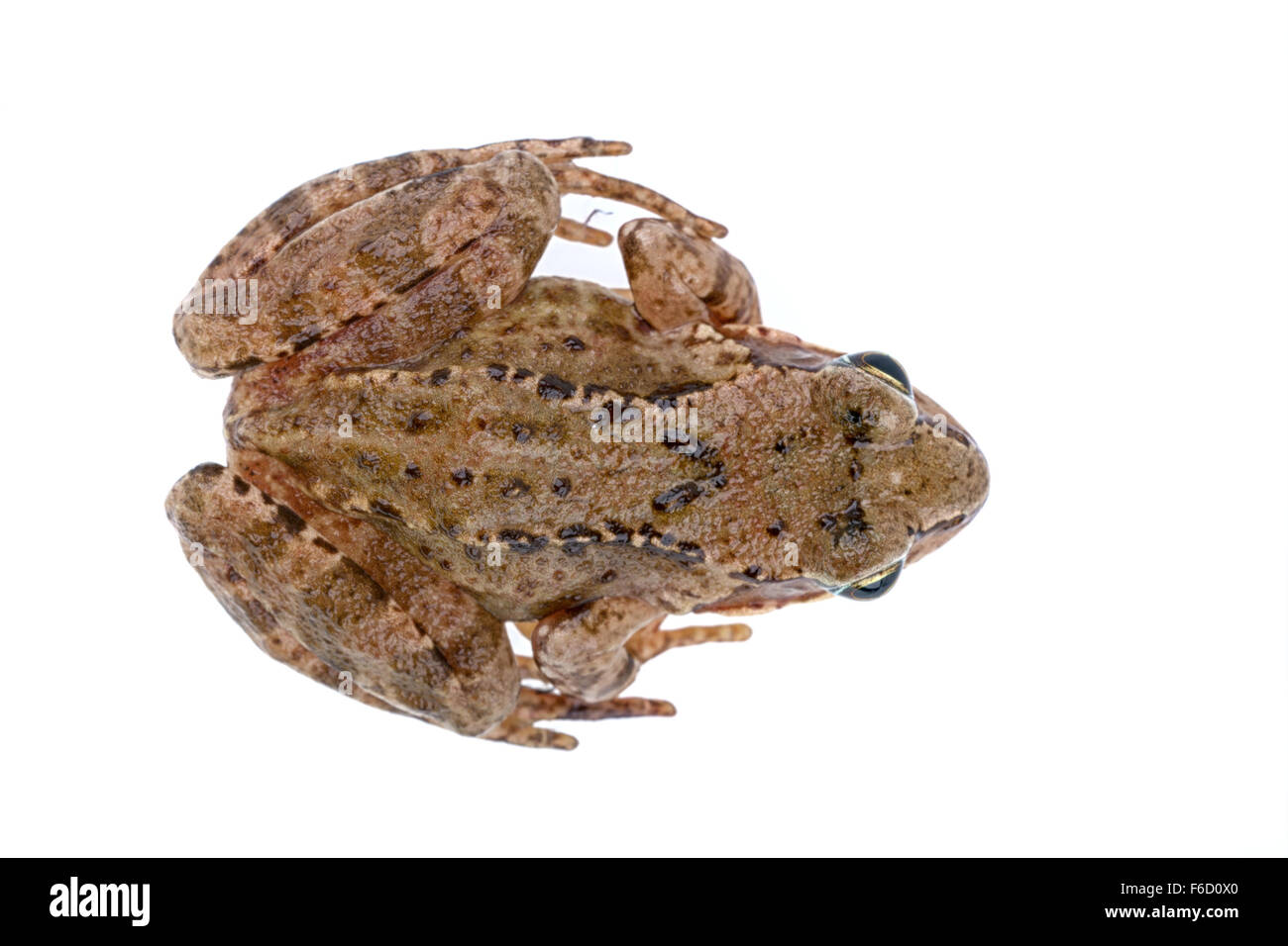 Brown European frog isolated on a white background Stock Photo - Alamy