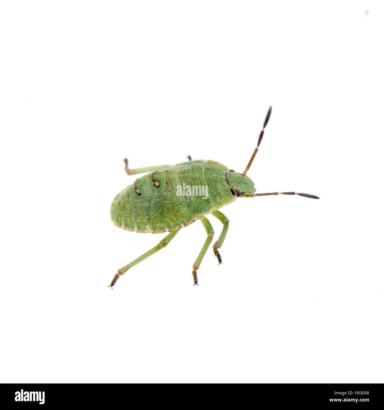 Green shield bug isolated on a white background Stock Photo - Alamy