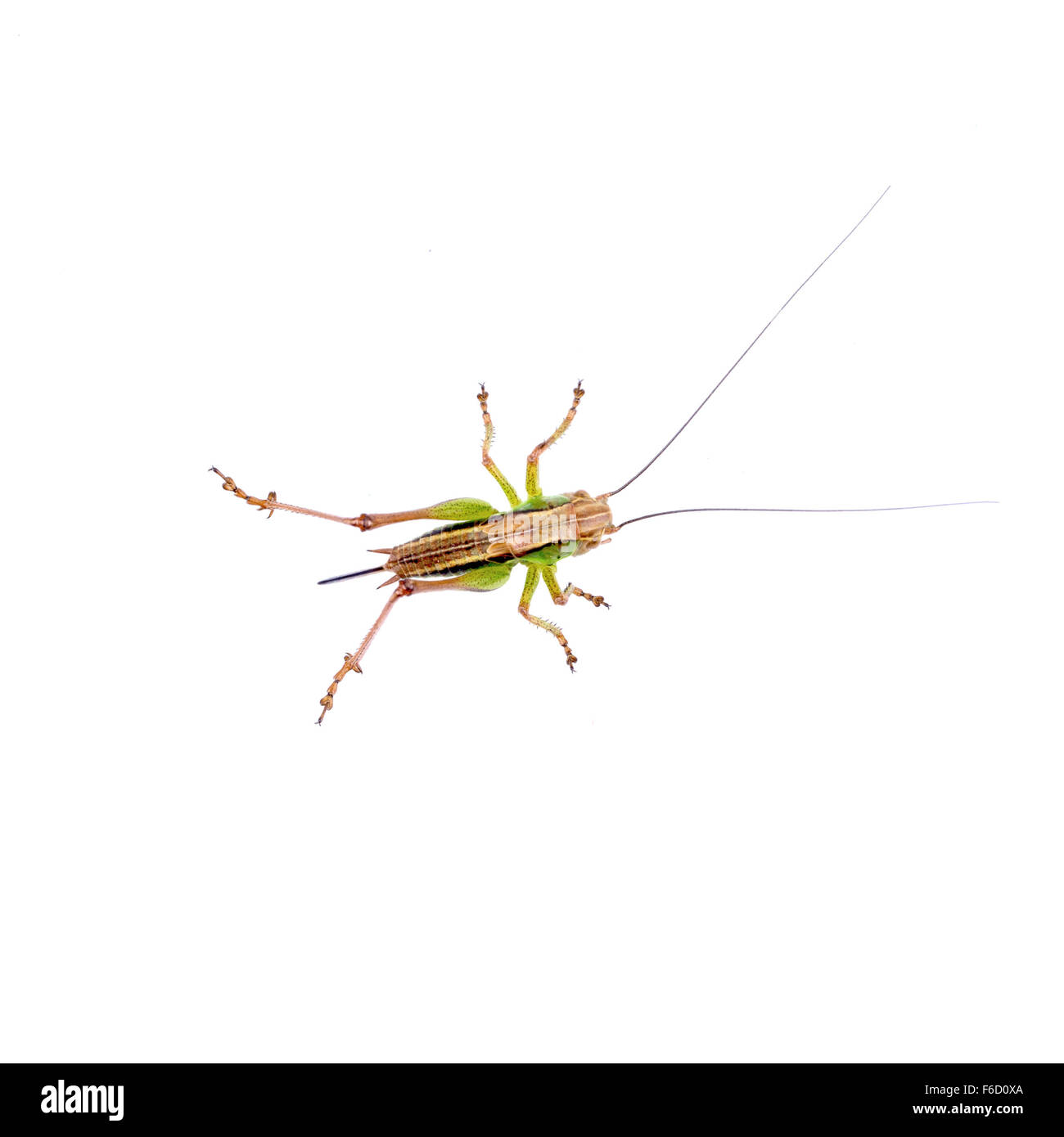 Green brown grasshopper isolated on a white background Stock Photo - Alamy
