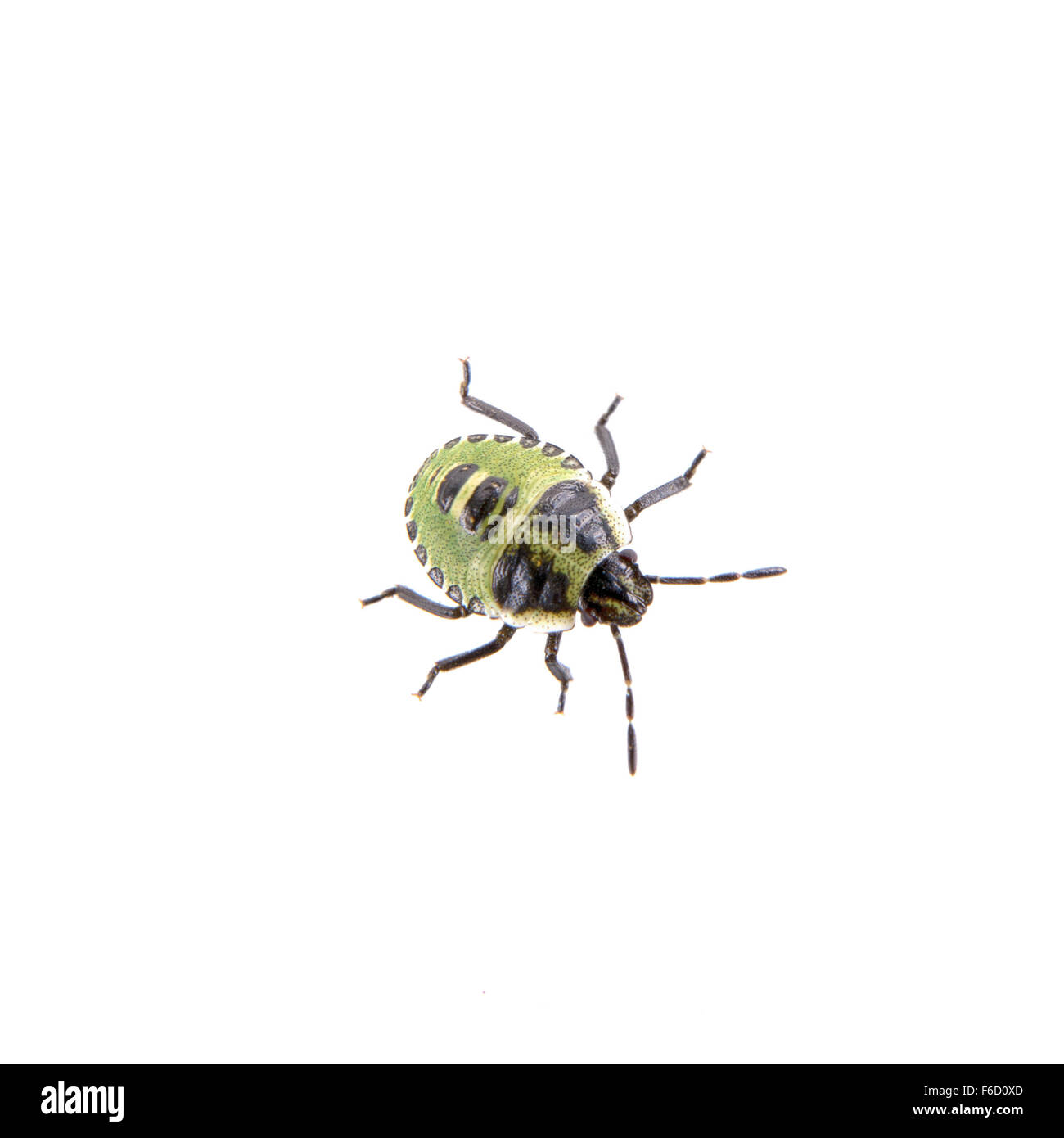 Green black shield bug isolated on a white background Stock Photo - Alamy