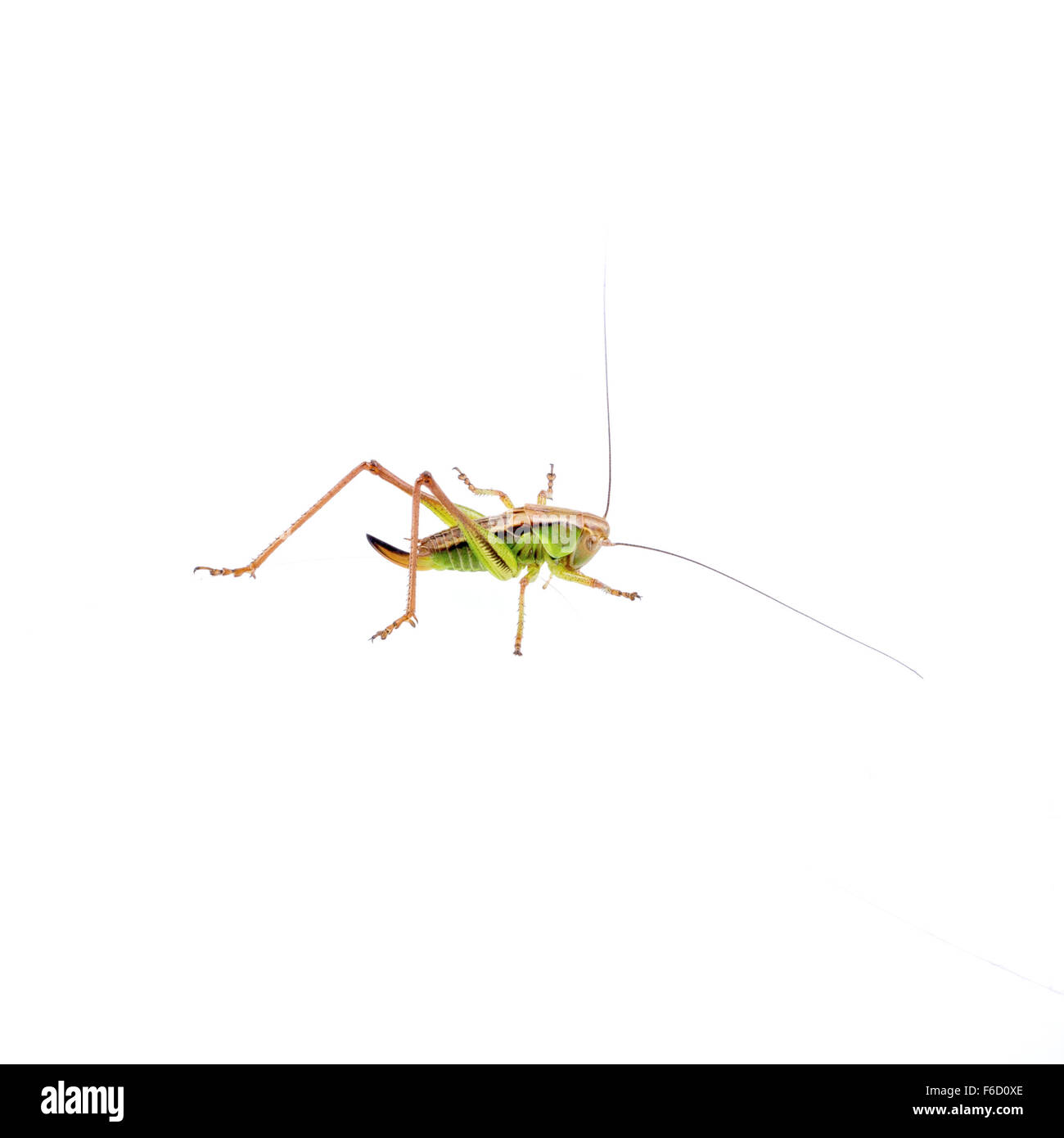 Green brown grasshopper isolated on a white background Stock Photo - Alamy