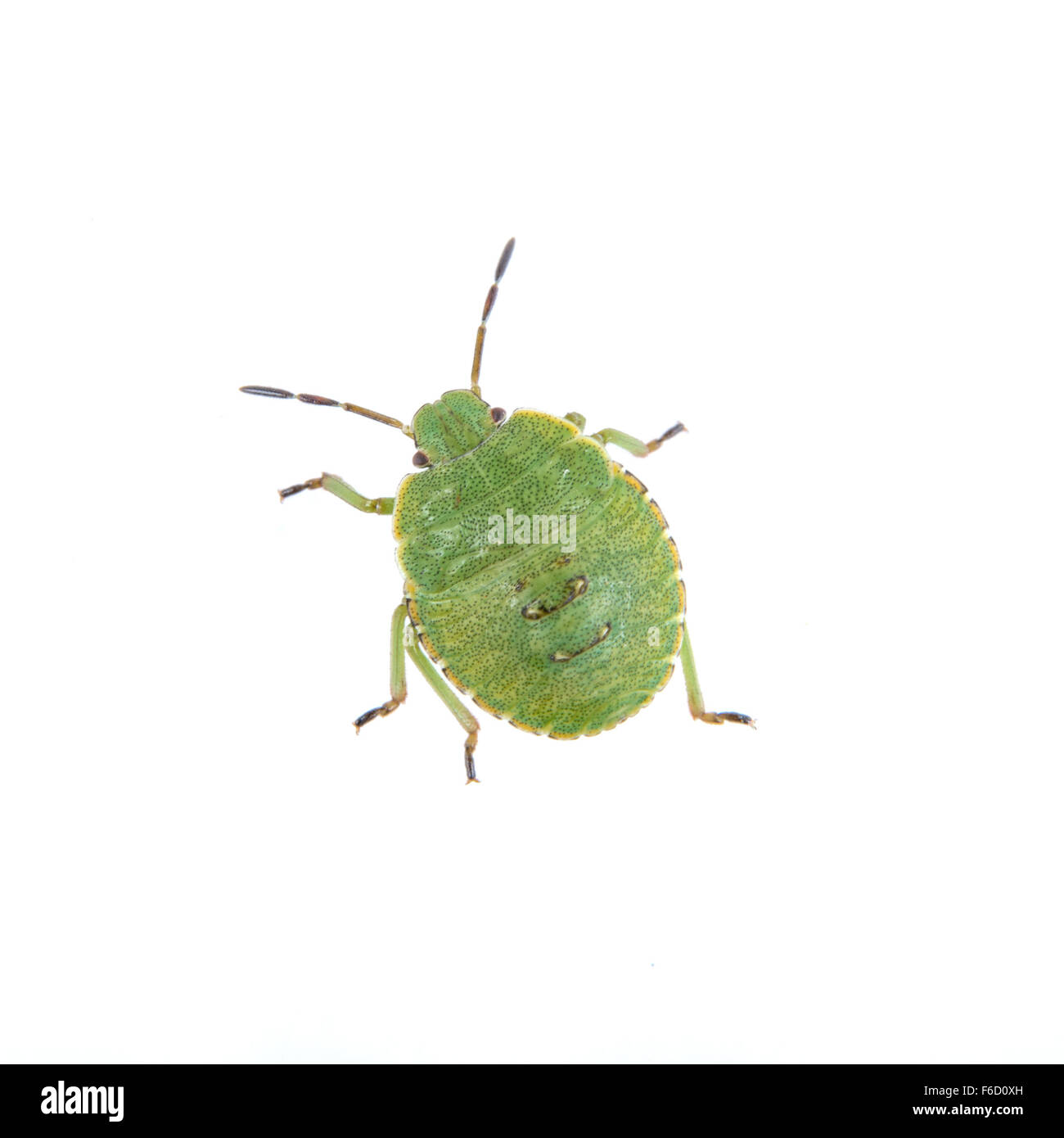 Green shield bug isolated on a white background Stock Photo - Alamy
