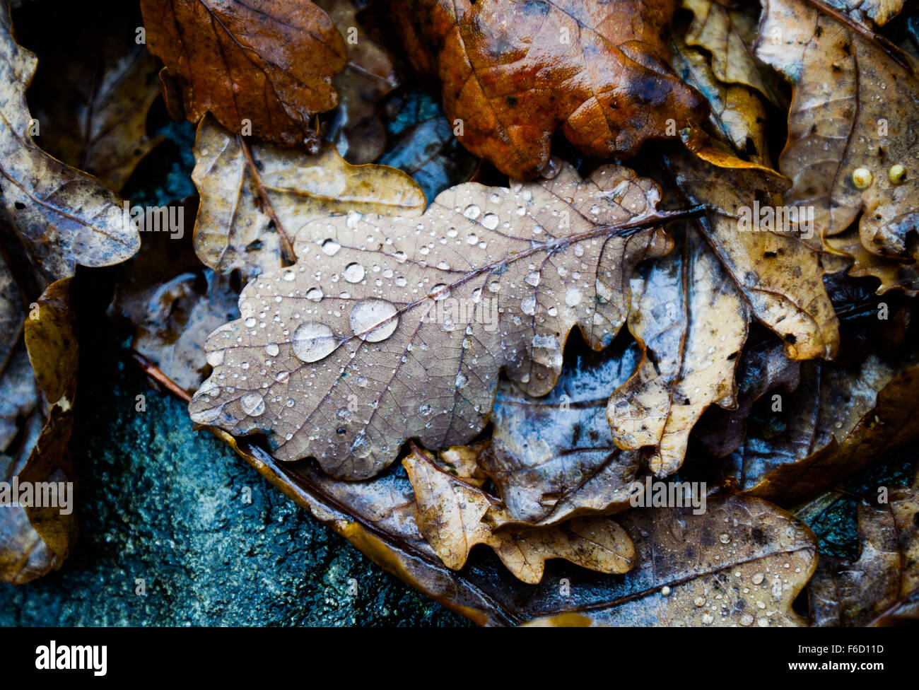 Fallen oak tree leave covered in rain droplets Stock Photo - Alamy