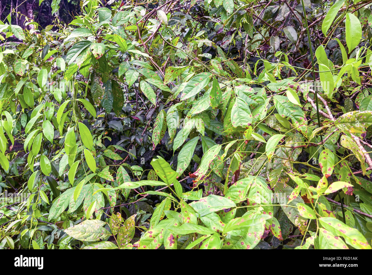 Broadleaf evergreen forest hi-res stock photography and images - Alamy