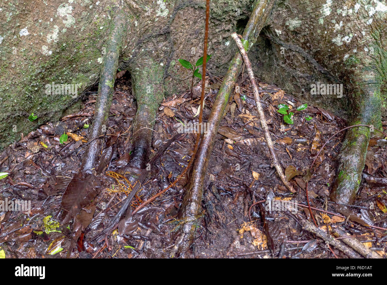 Ceiba Pentandra Is A Tropical Tree, Kapok Is The Most Used Common Name ...