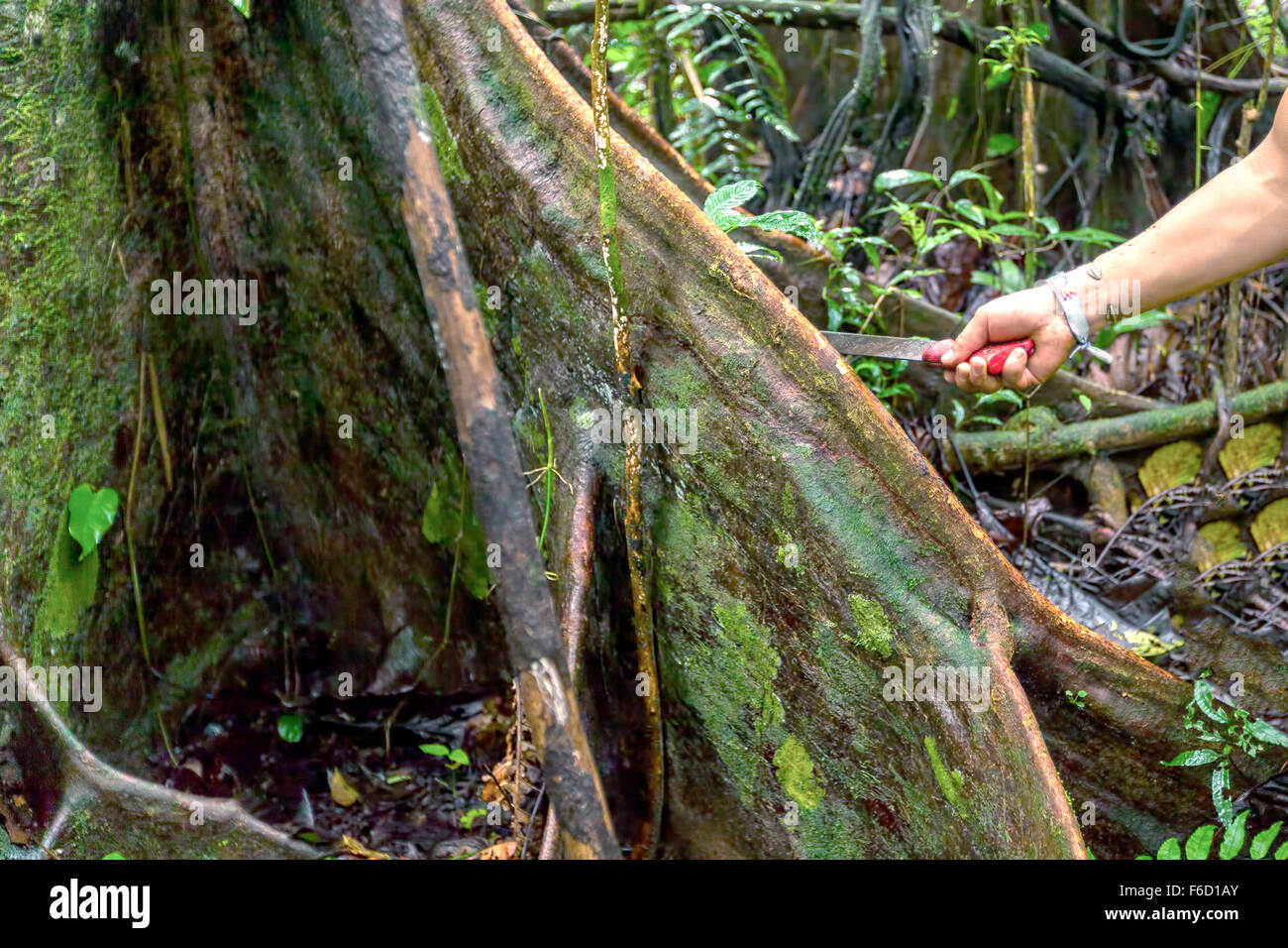 Deforestation Is The Removal Of A Forest Or Stand Of Trees Where The ...