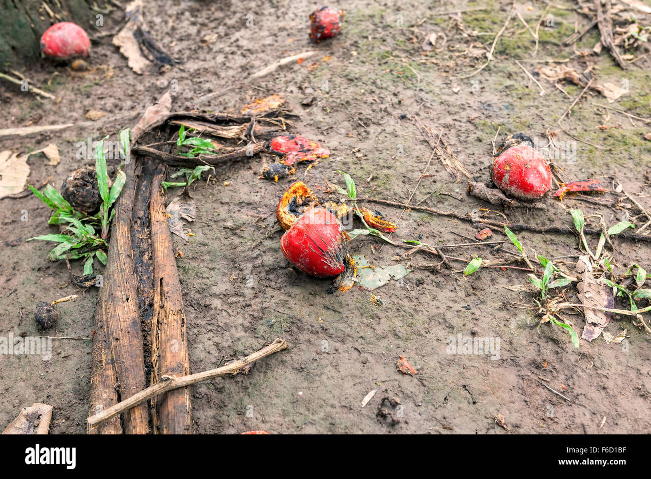 Ripe Guaba Fruit On The Ground In National Park Cuyabeno, South America ...