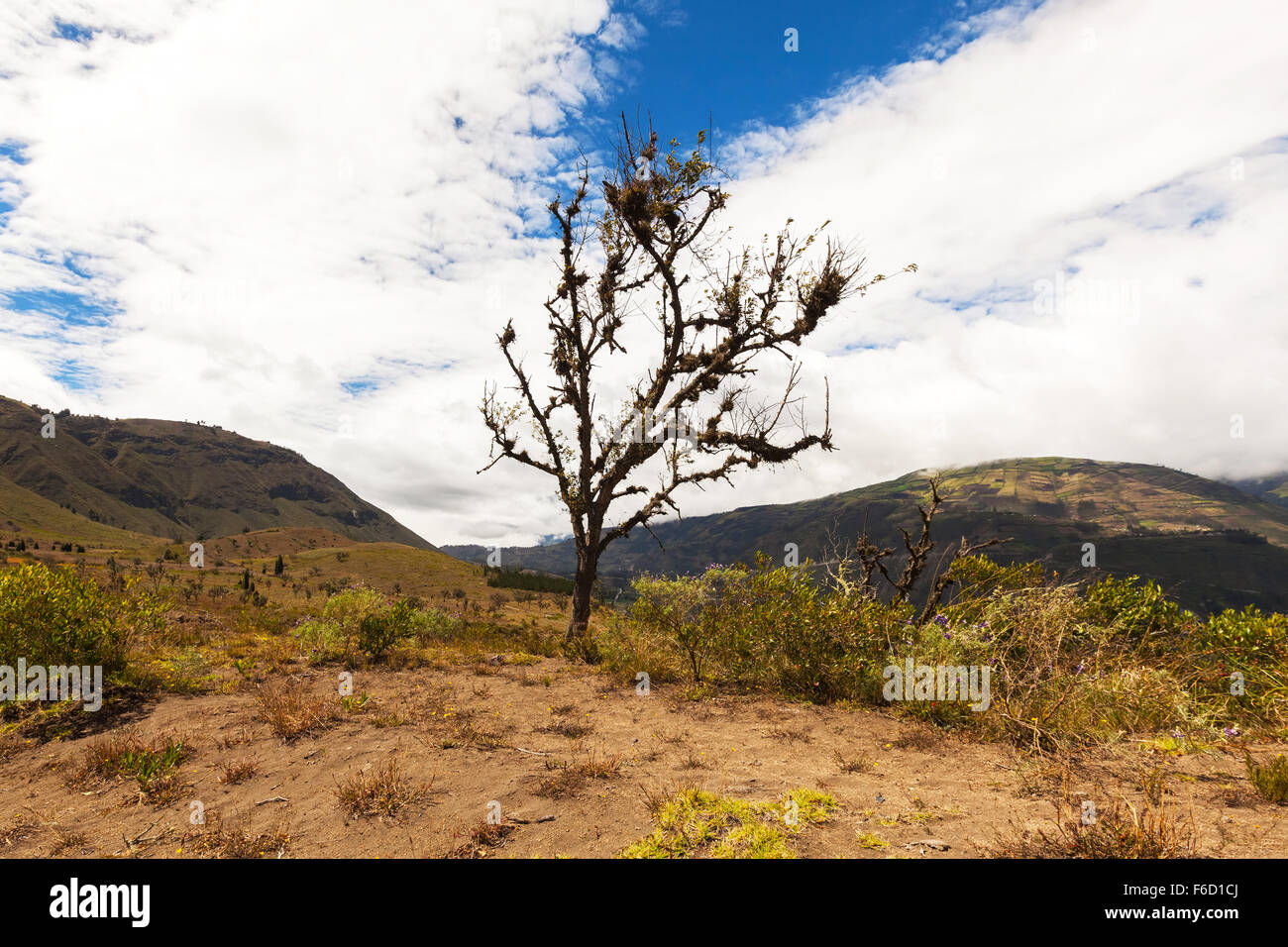 Lonely Tree Growing On Top Of The Andes Mountains, The Longest ...