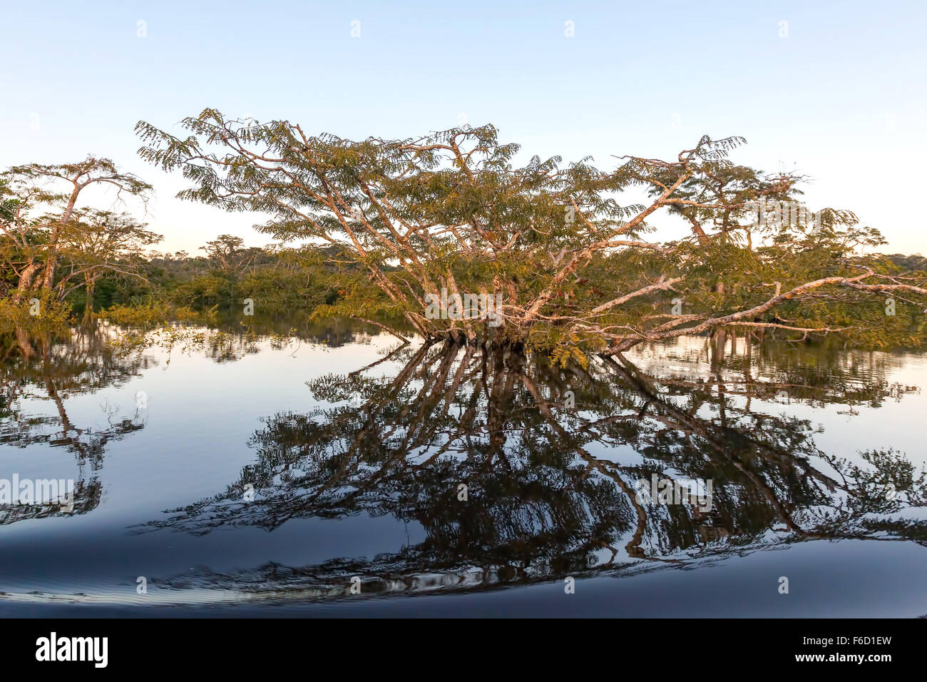 Water trees Are Various Large And Extensive Types Of Trees Up To Medium ...