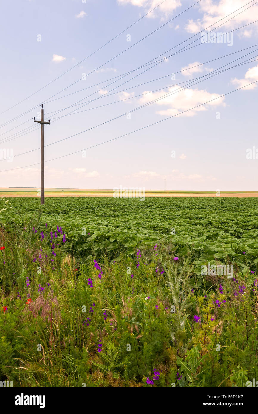 Soil biodiversity agriculture hi-res stock photography and images - Alamy