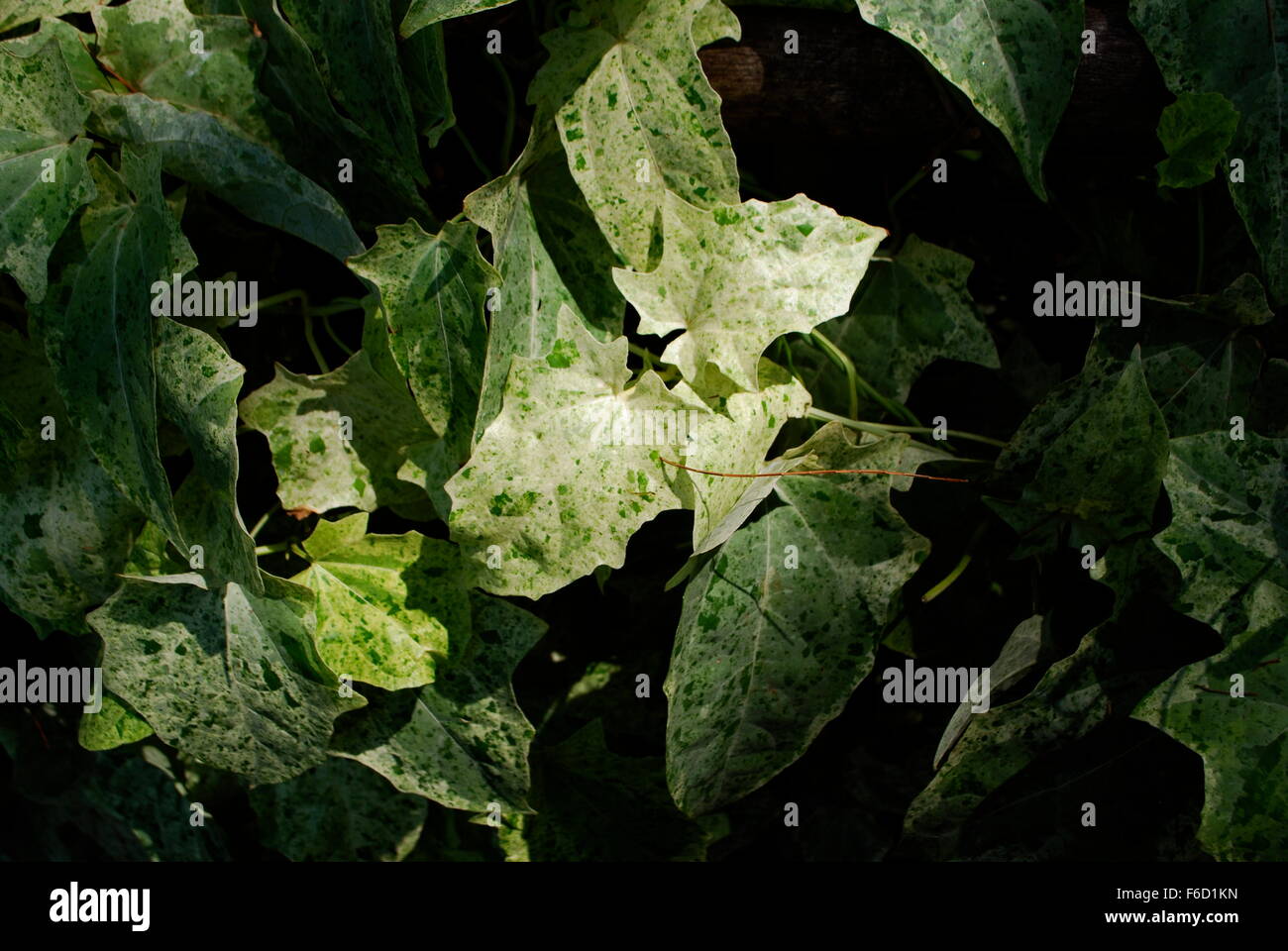 Green spotted leaves in shadows at Singapore Botanic gardens Stock ...