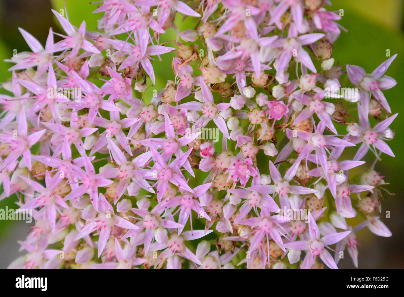 Blooming Flower Background Stock Photo - Alamy