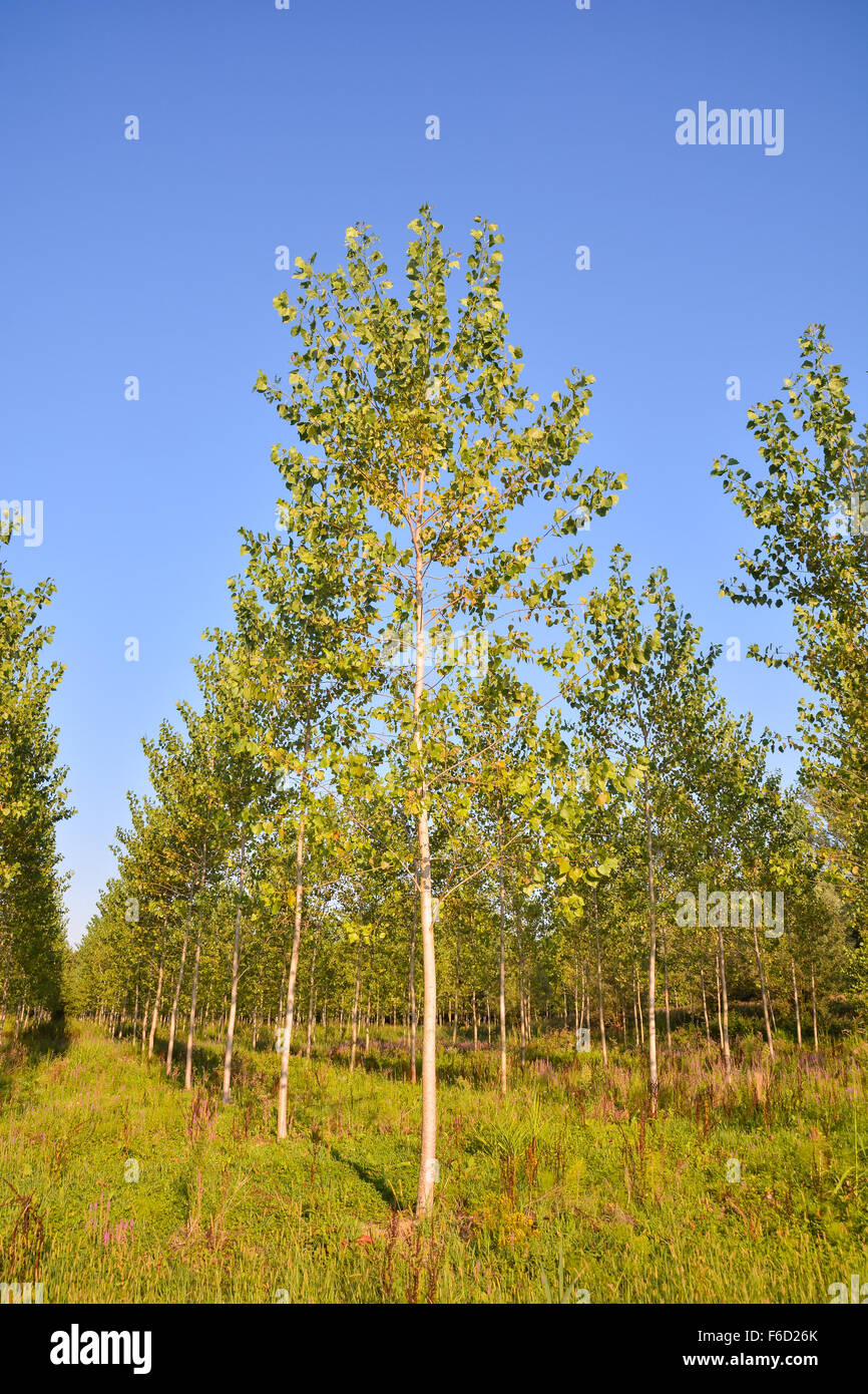 Pine Tree View Stock Photo - Alamy