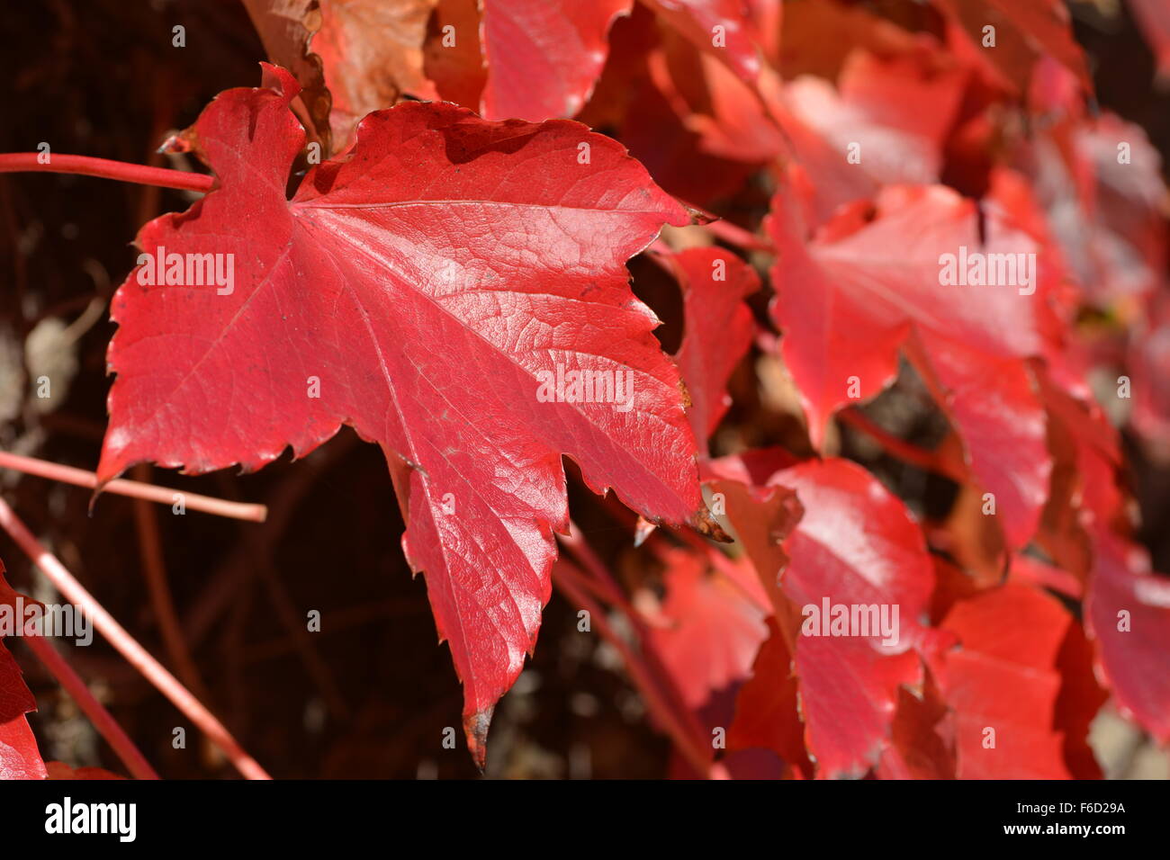 One red leaf on background of leaves in the last autumn sun Stock Photo ...