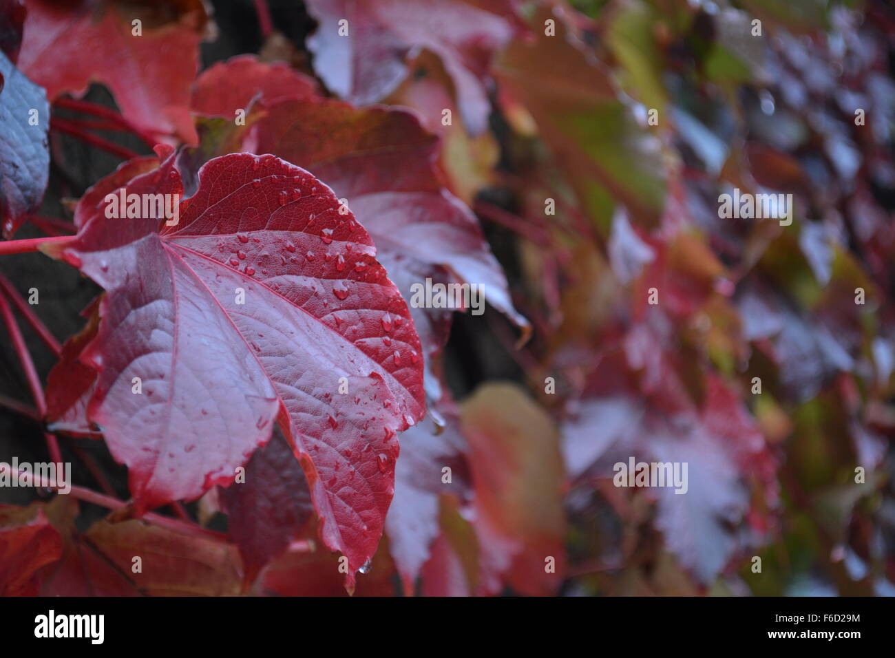 One red leaf on background of leaves on a grey rainy day in the autumn ...