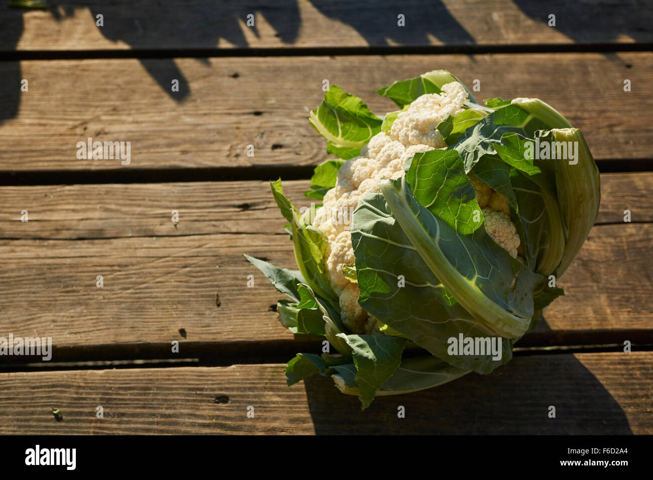 A whole head of fresh, raw cauliflower Stock Photo - Alamy