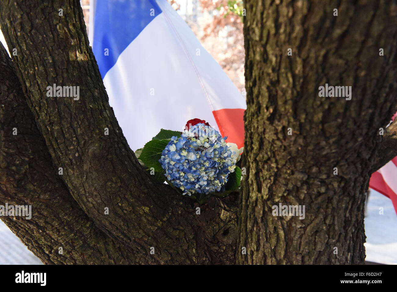 The survivor tree ground zero new york hi-res stock photography and ...