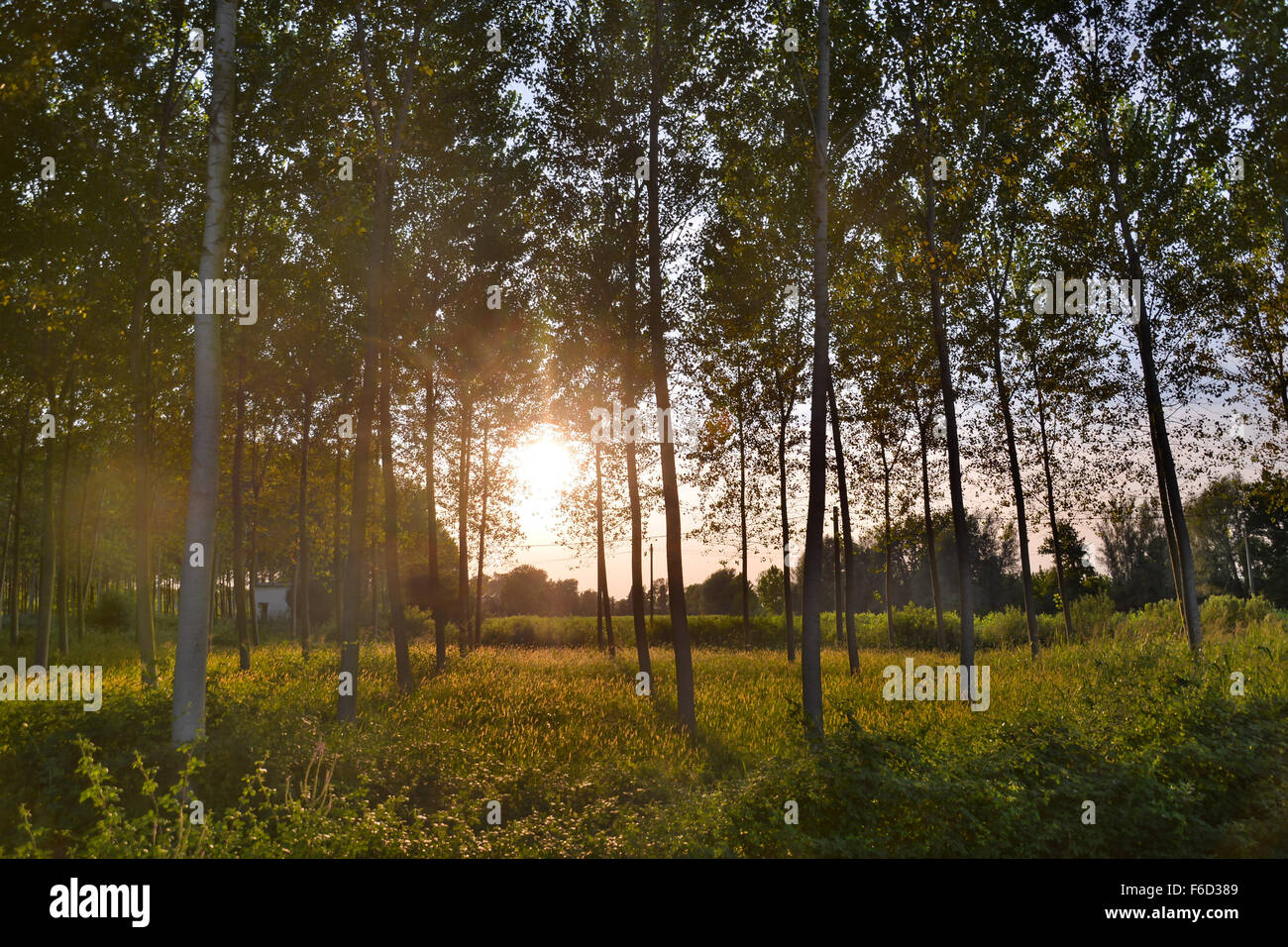 Pine Tree View Stock Photo - Alamy