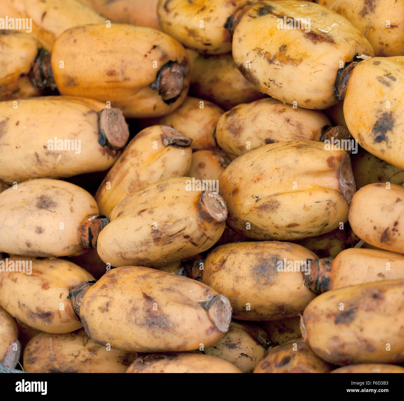 Raw lotus root for sale at the market in China Town, New York Stock ...