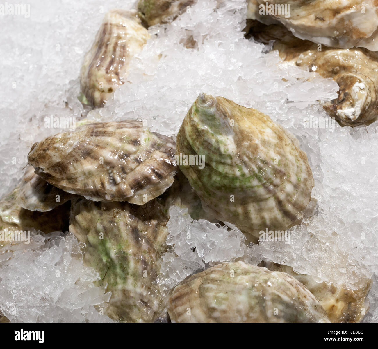 Fresh closed oysters hi-res stock photography and images - Alamy