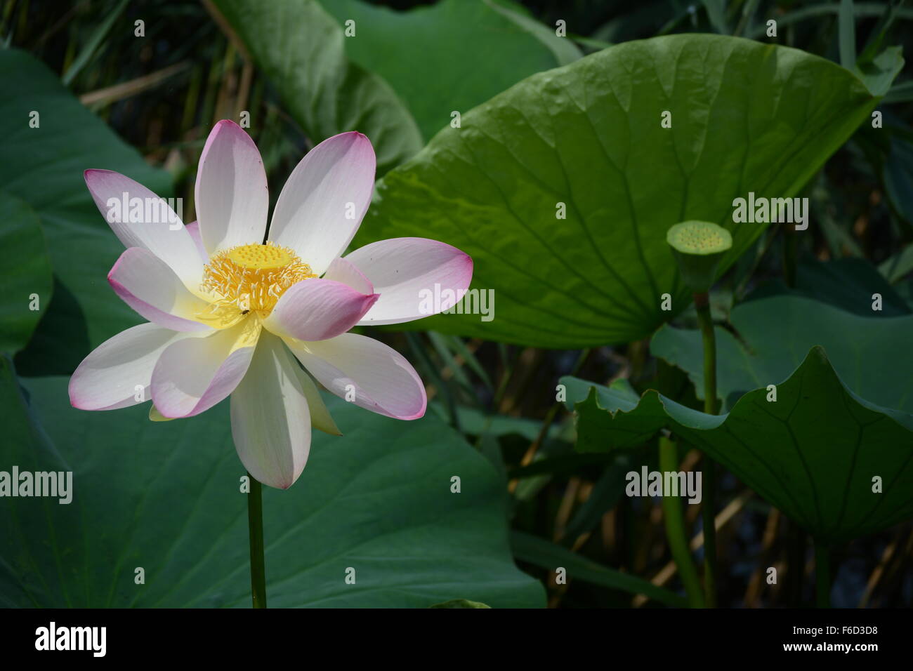Newly opened lotus flower next to a pod on background of leaves Stock ...
