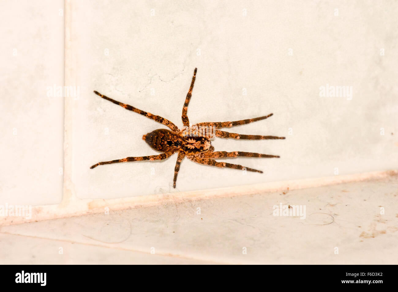 Spider on The Wall Stock Photo - Alamy
