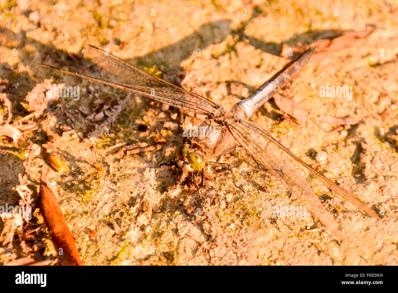 Anax imperator white background hi-res stock photography and images - Alamy