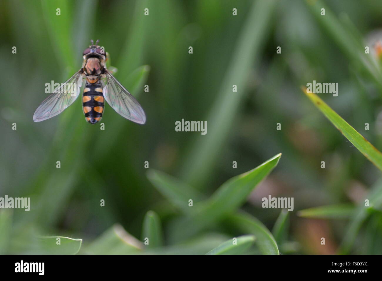 Green grass of nature hi-res stock photography and images - Alamy