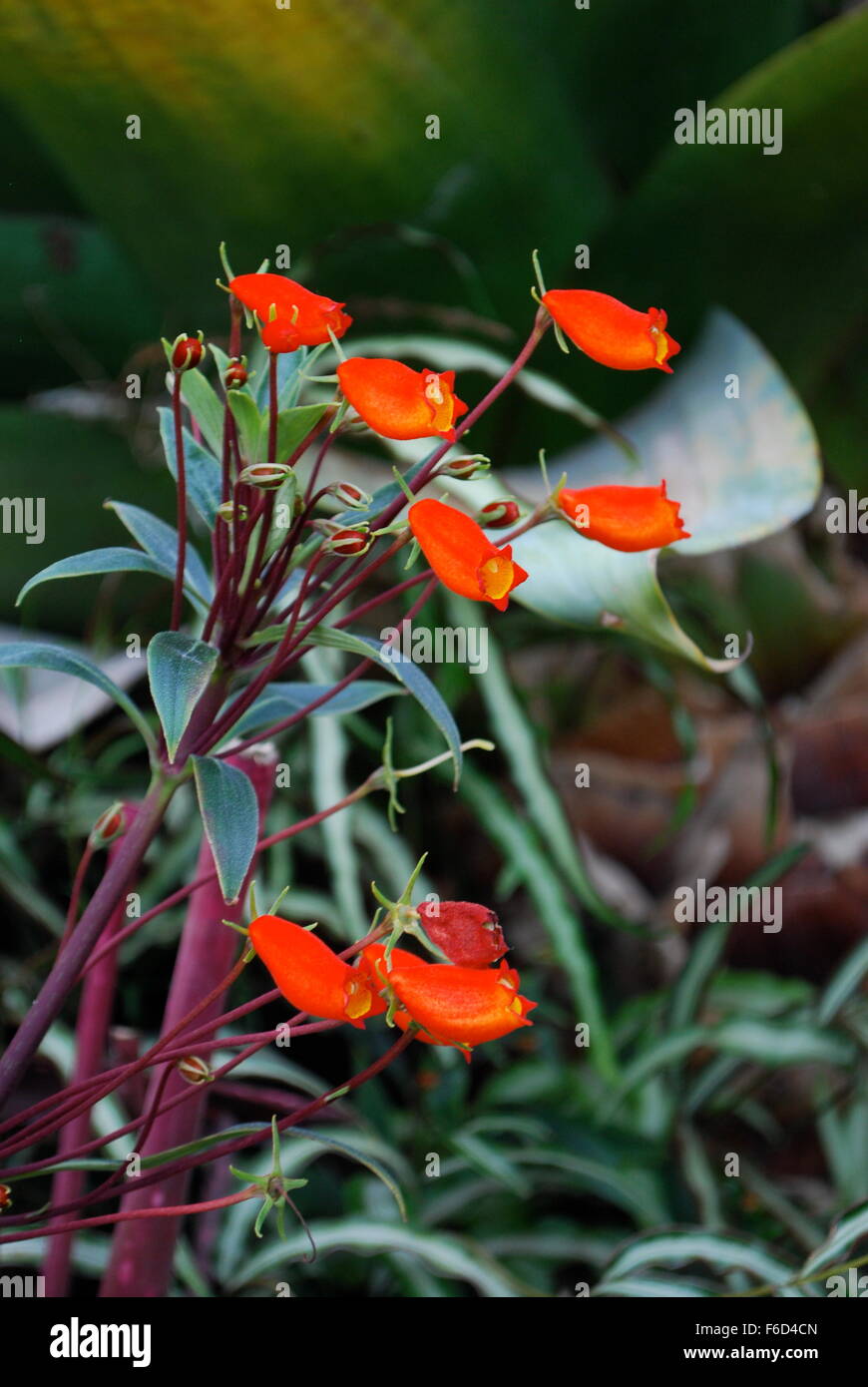 Exotic red flowers Stock Photo - Alamy