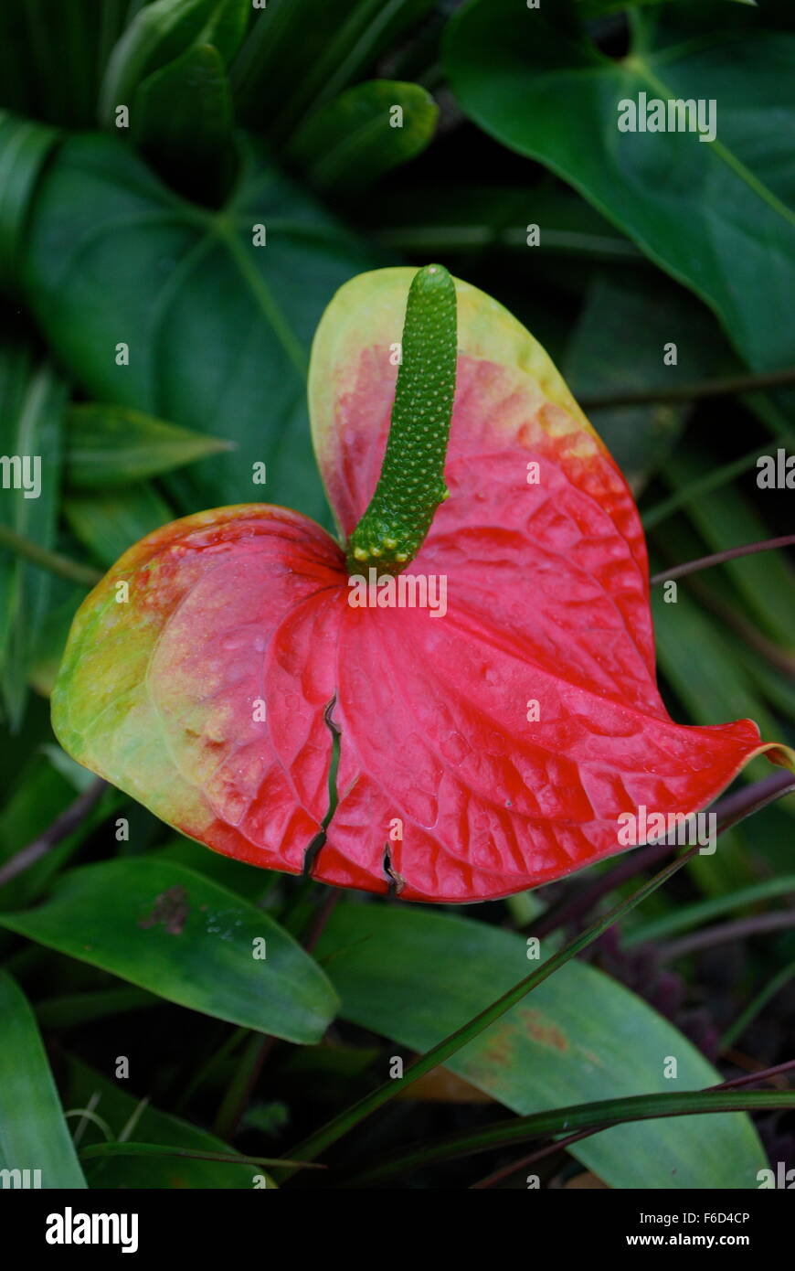 Pretty lily hi-res stock photography and images - Alamy