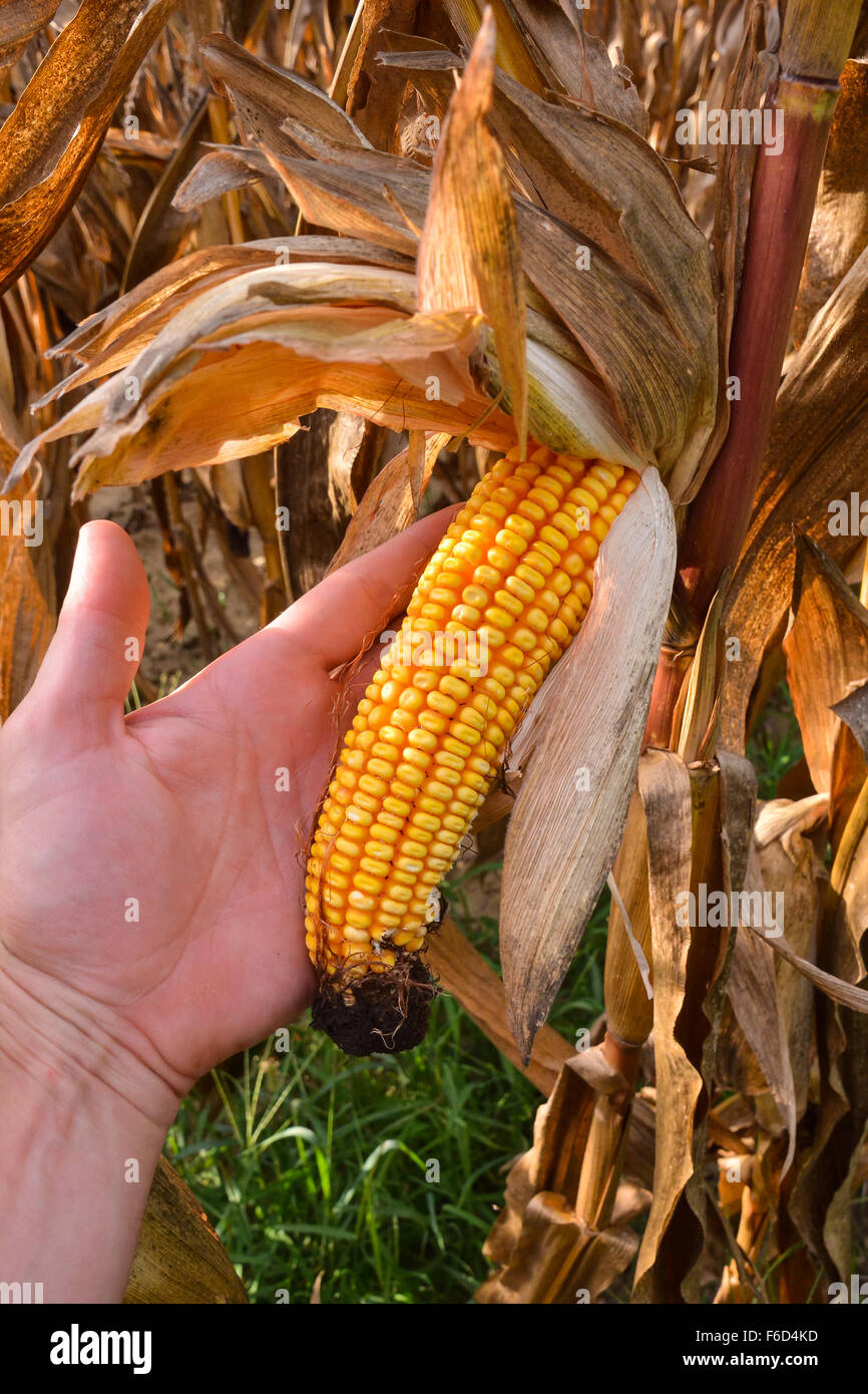 Corn Plant Background Stock Photo - Alamy