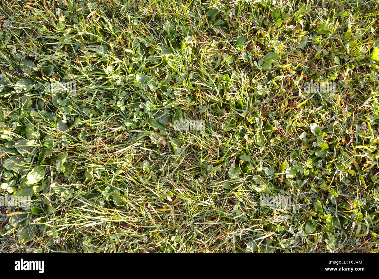 Green Grass Pattern Texture Stock Photo - Alamy