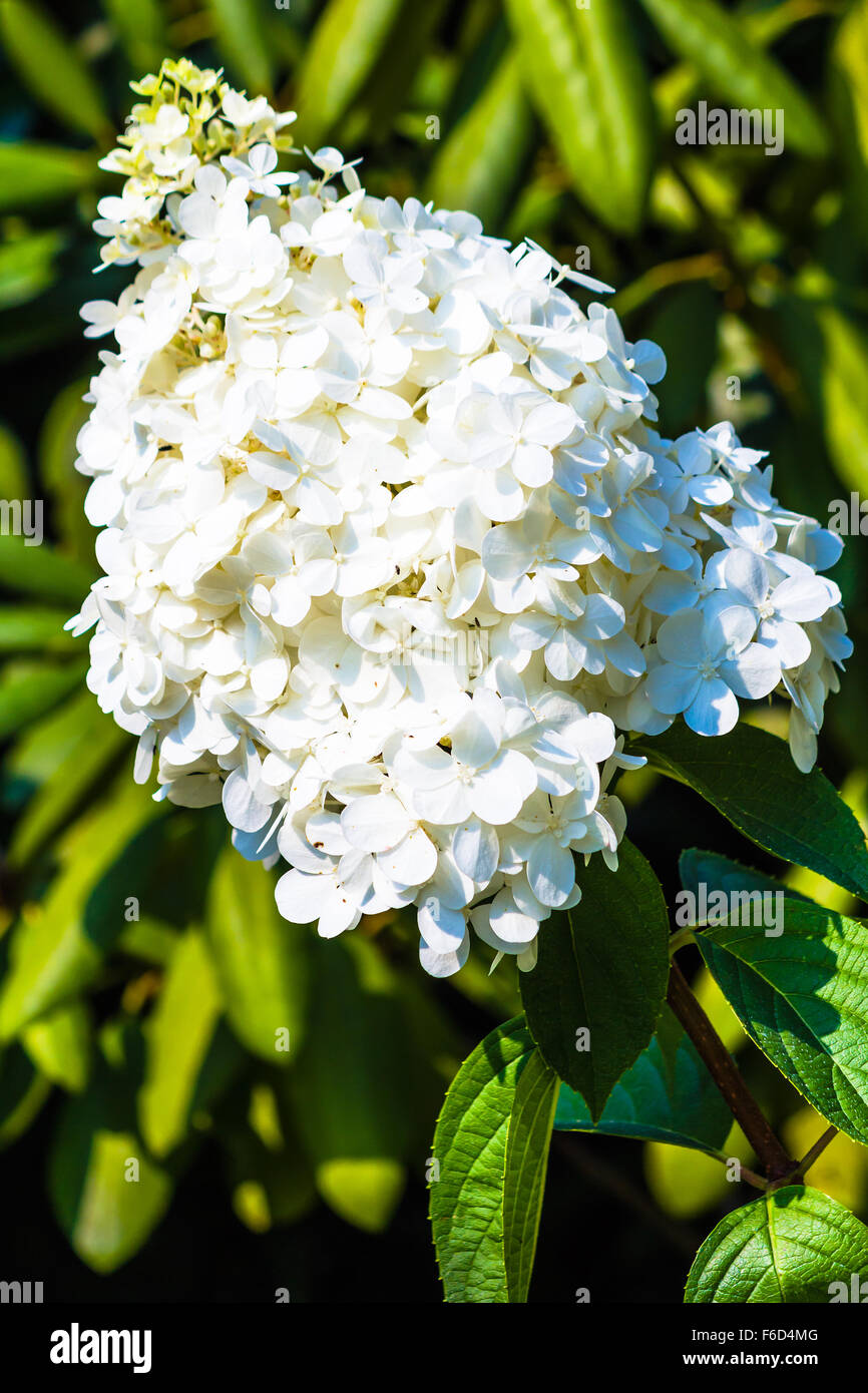Hydrangea paniculata 'vanille fraise' hi-res stock photography and ...