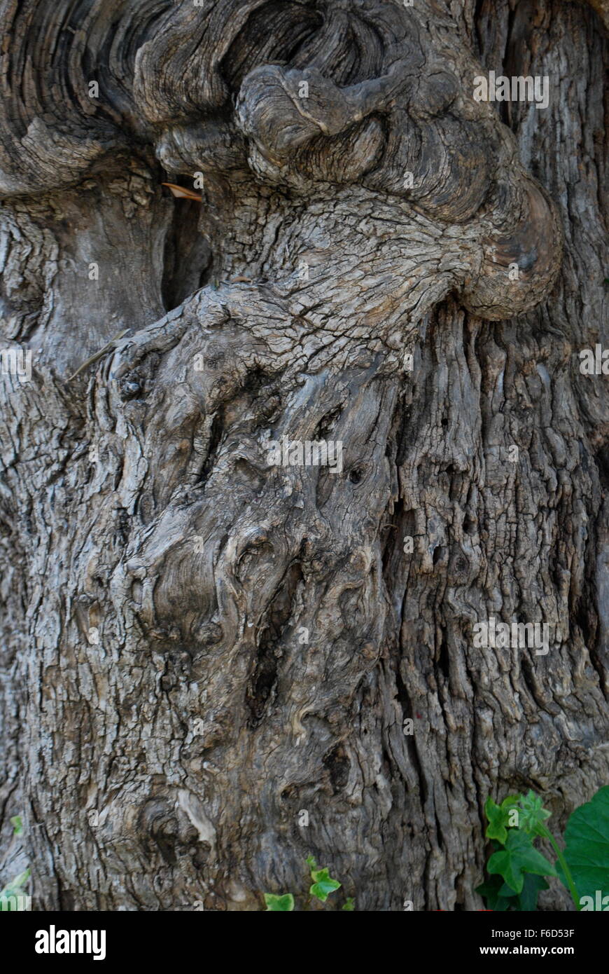Twisted tree trunk hi-res stock photography and images - Alamy